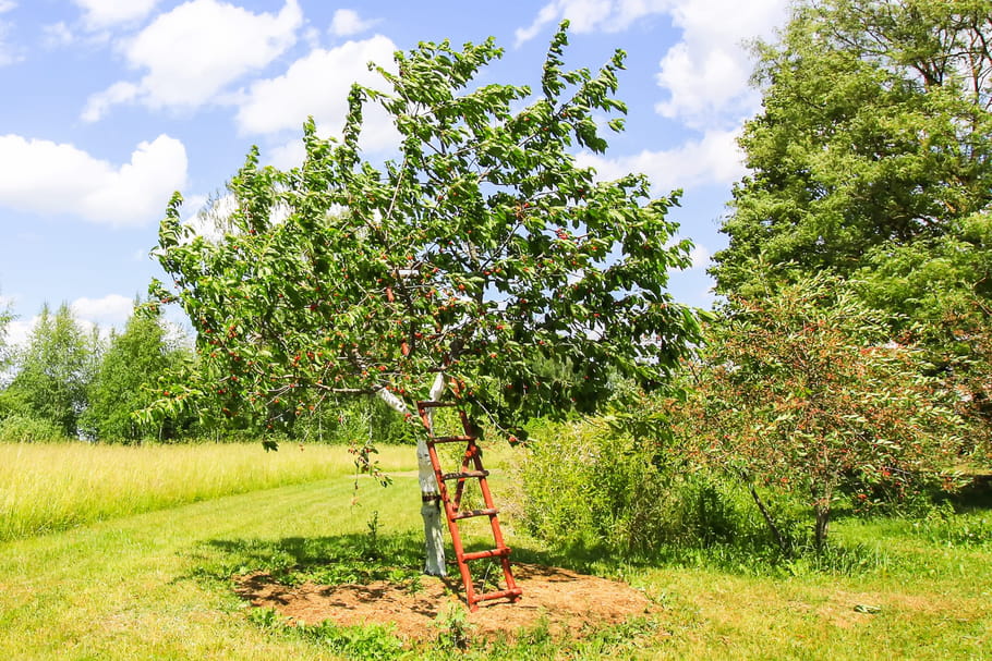 Merisier (Cerisier des oiseaux) : planter, entretenir, tailler et récolter