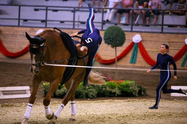 Les chevaux des équipes de France
