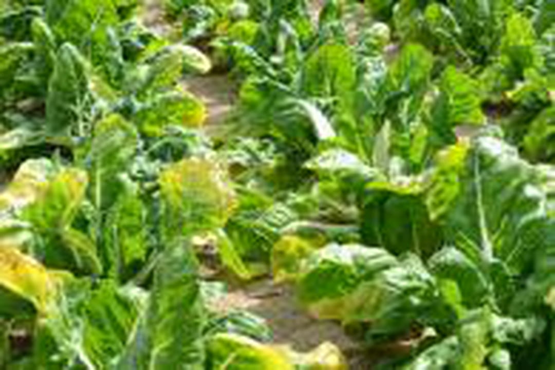 Les blettes, des côtes aux feuilles