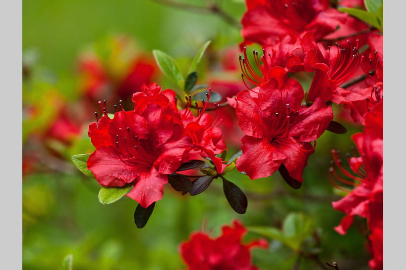 Azalée : planter, entretenir, tailler une azalée en intérieur ou extérieur