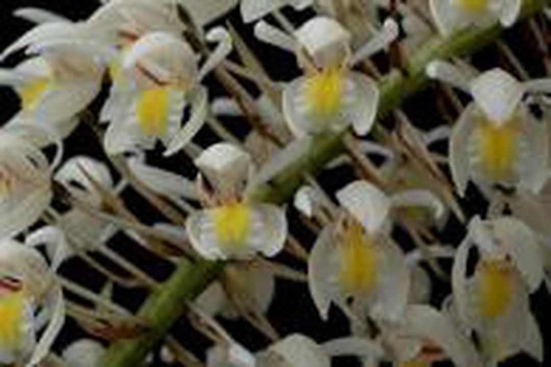 Majestueux Coelogyne multiflora