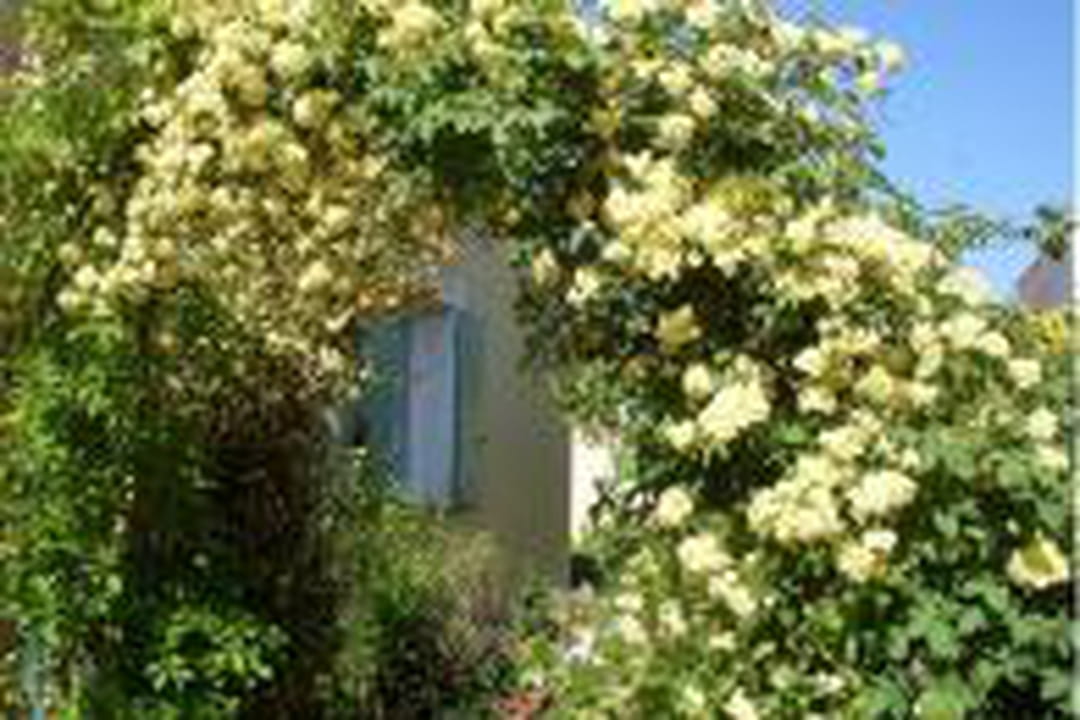 Un rosier de Banks flamboyant