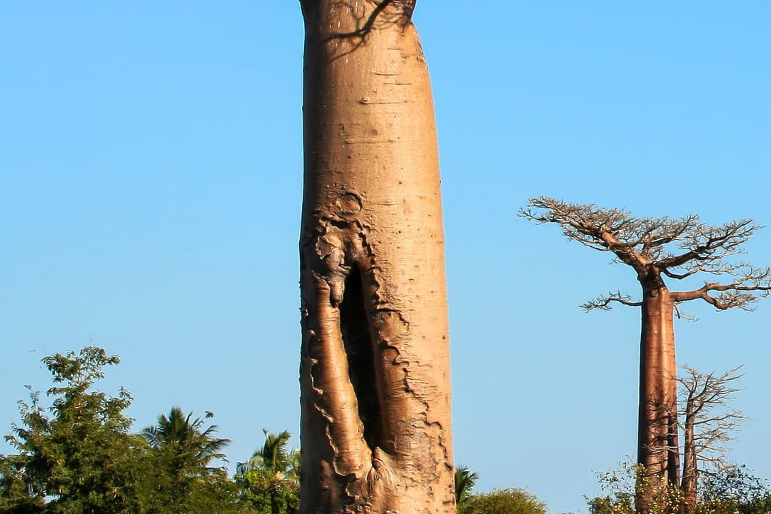 Madagascar : Fady et Fomba