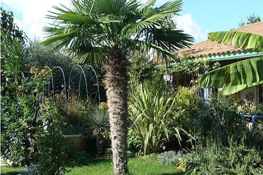 Un palmier au coeur du jardin