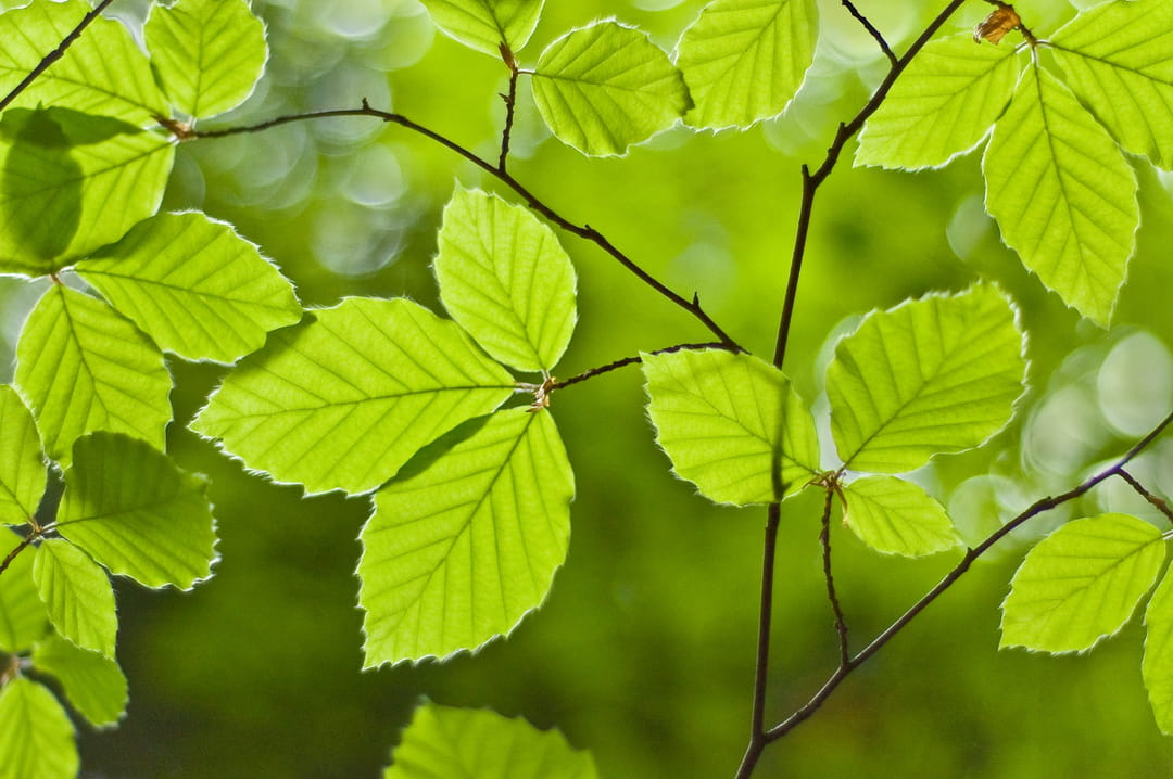 H tre Plantation En Haie Reconna tre Le Fagus Sylvatica H tre Plantation En Haie Reconna tre Le Fagus Sylvatica