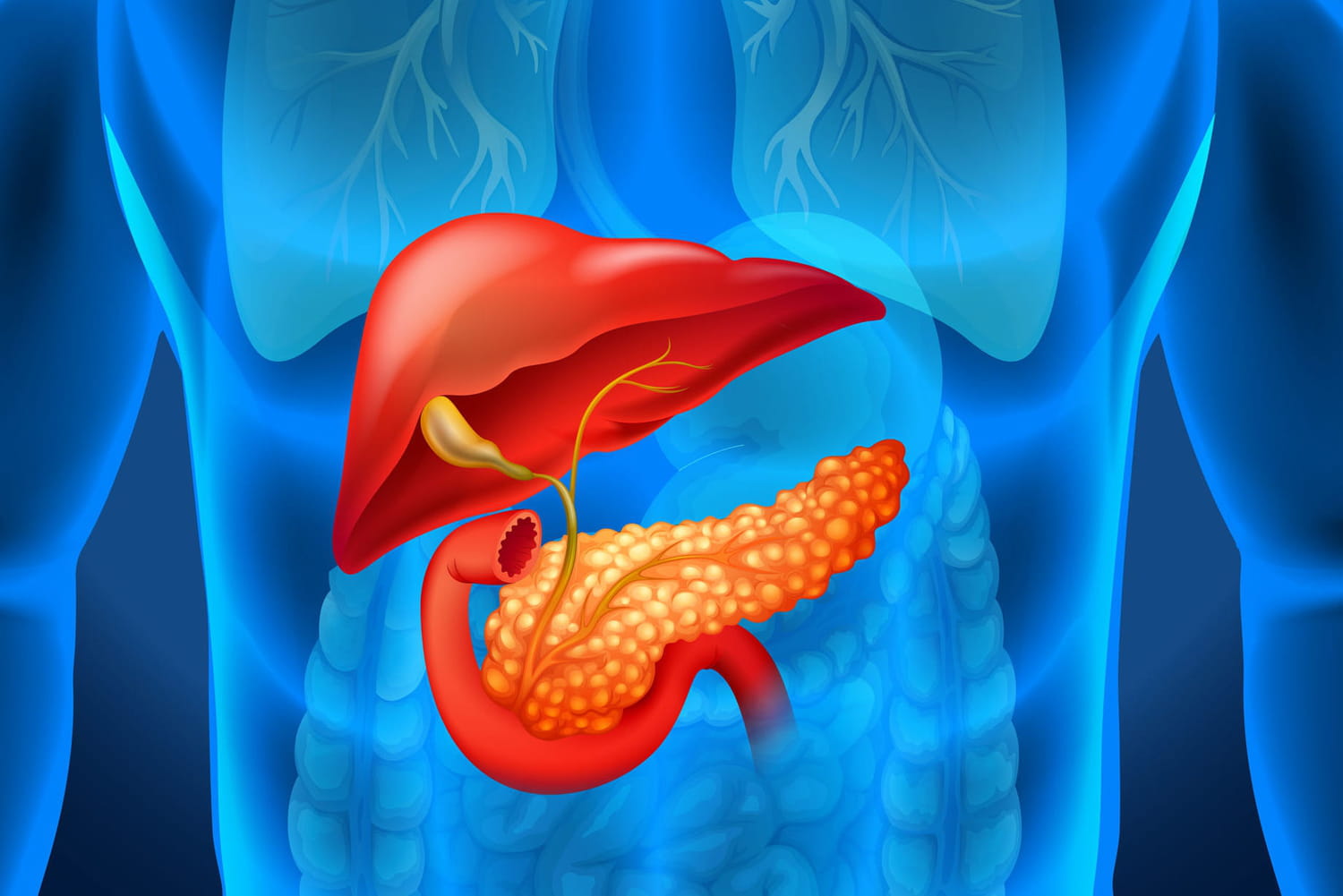 Pancr as Fonction Anatomies Et Maladies Pancr as Fonction Anatomies Et Maladies
