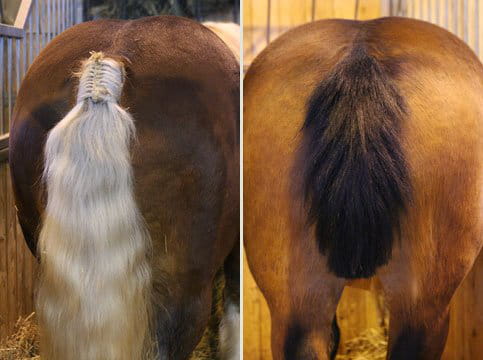 Un grand choix de queues de cheval