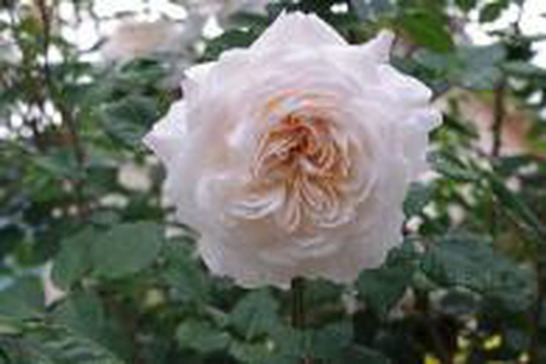 Crocus rose, un rosier à la floraison généreuse