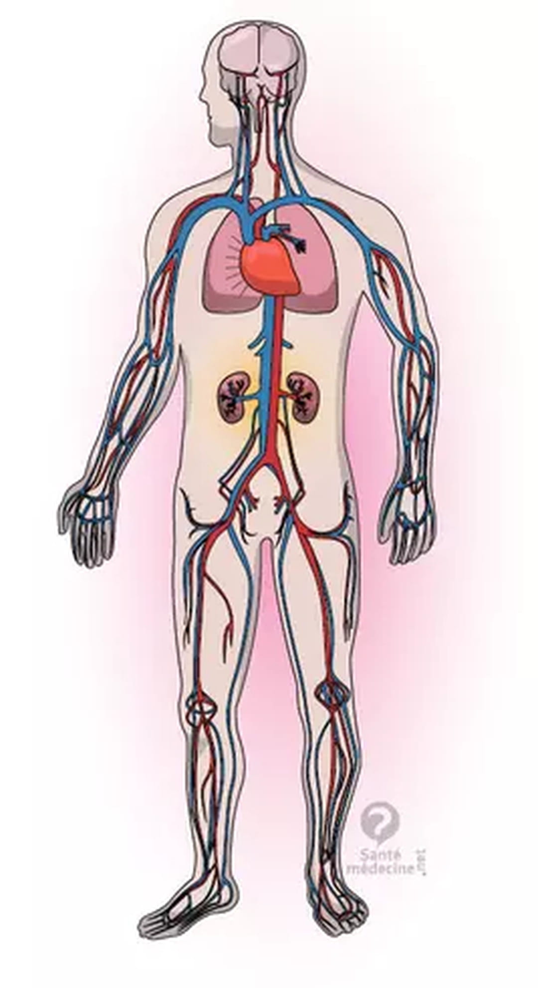 Veine : définition, types, schéma