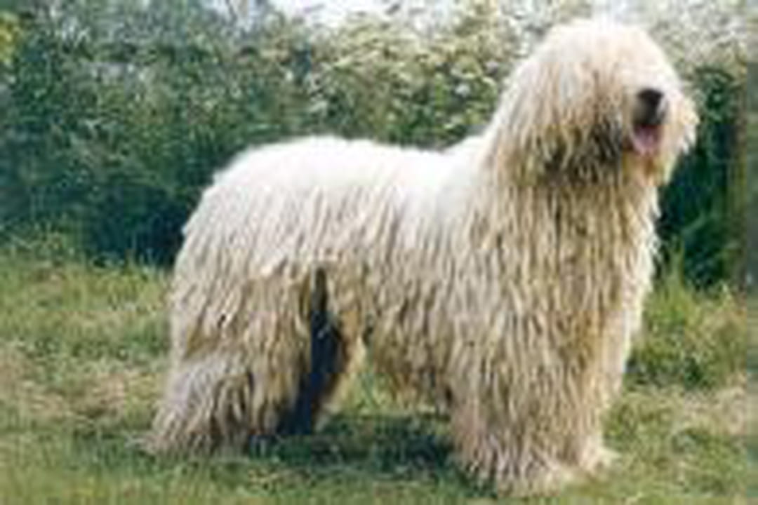 Le komondor