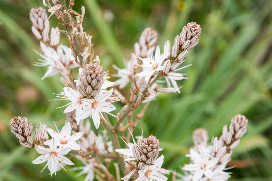 Asphodèle : planter, multiplier et variétés