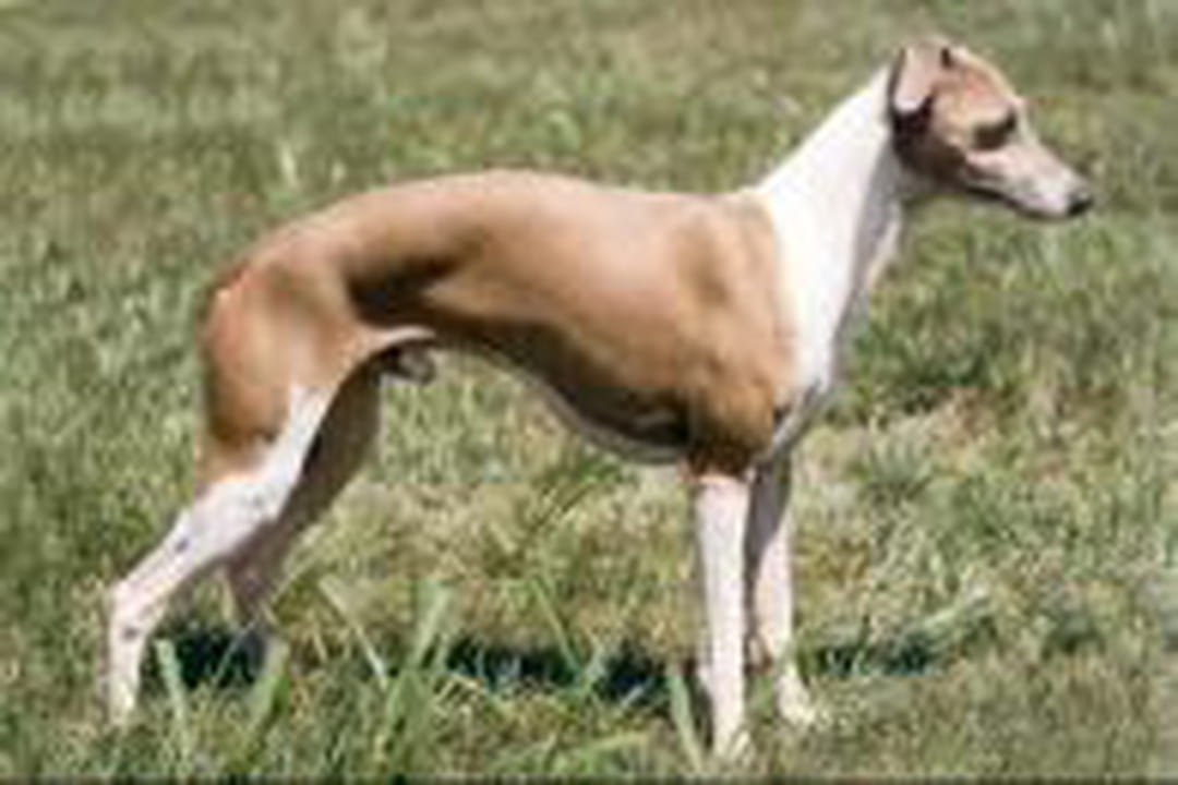 Le petit lévrier italien