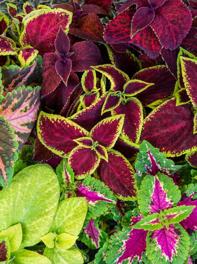 Jardin : conseil pour le jardinage, l'aménagement et la décoration du ...