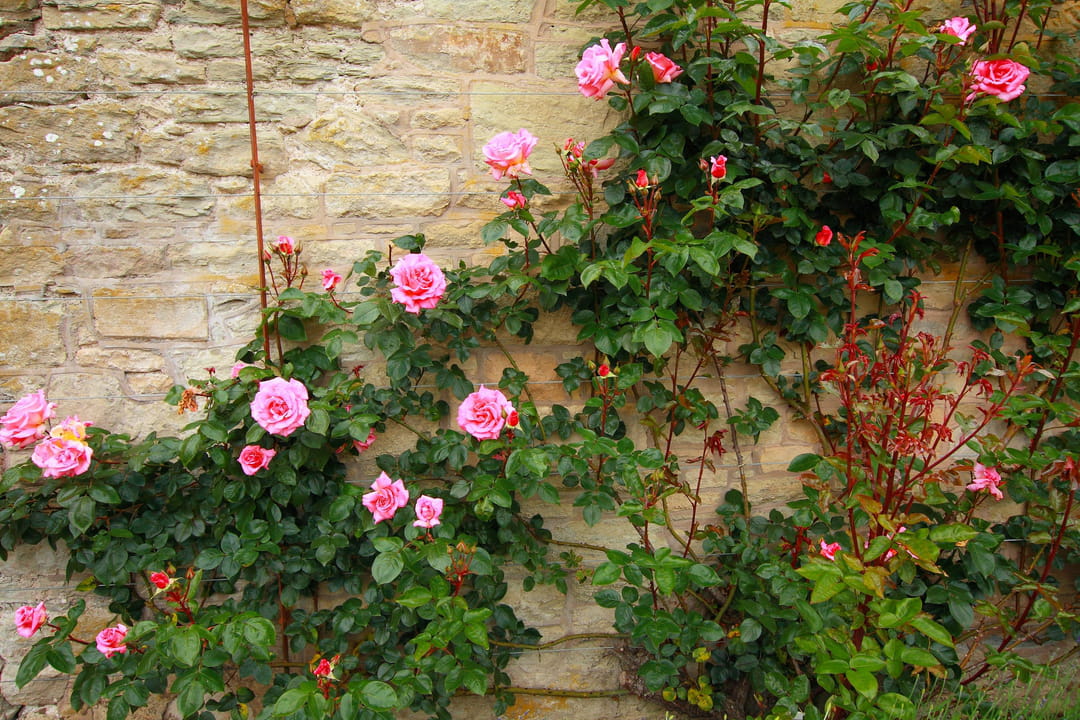 Le rosier grimpant