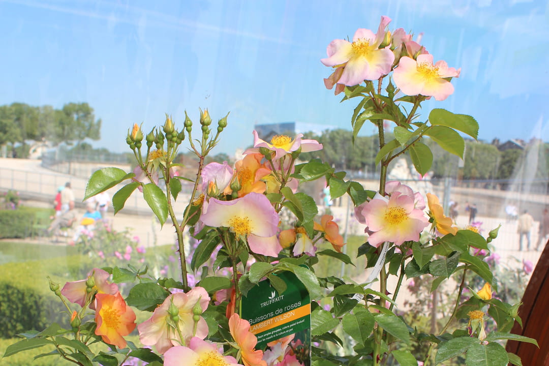 La rose Lambert Wilson