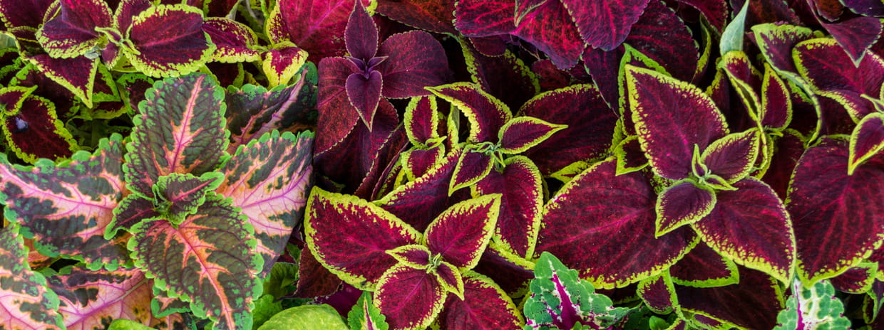 Jardin : conseil pour le jardinage, l'aménagement et la décoration du ...