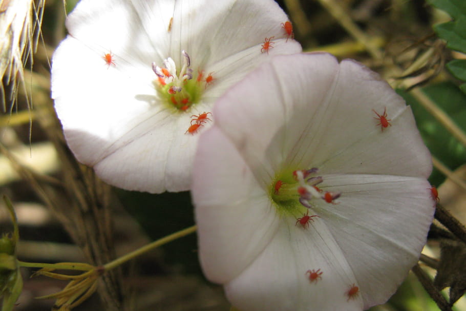 Araignée rouge : quel traitement pour s'en débarrasser au jardin