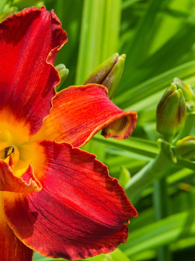 Jardin : conseil pour le jardinage, l'aménagement et la décoration du ...