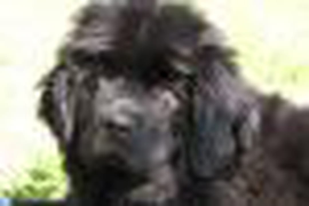 Entre l'ours et le kangourou