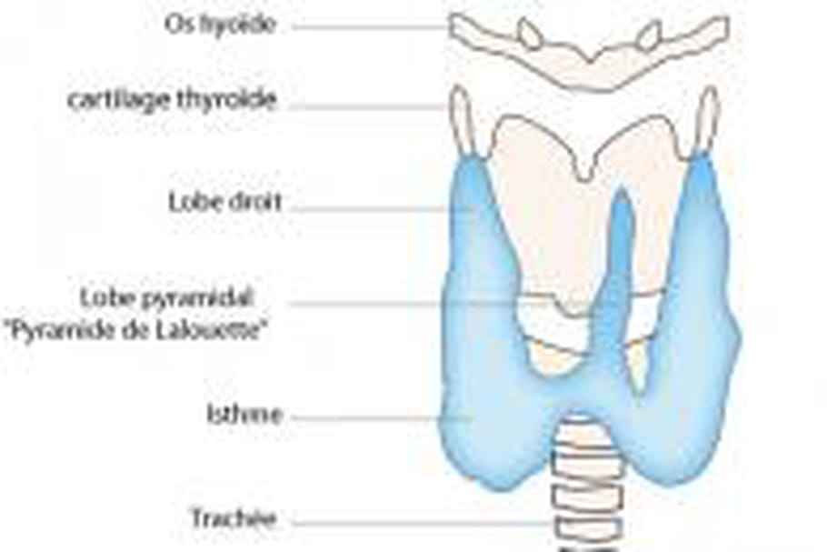 Thyroïde : le schéma
