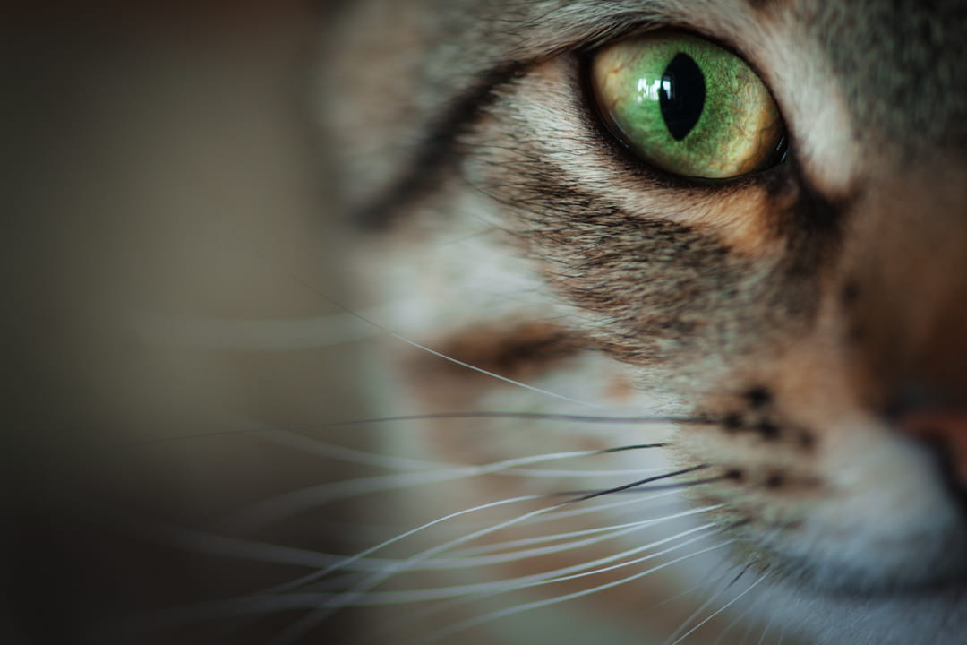 L'incroyable découverte du chat-renard corse