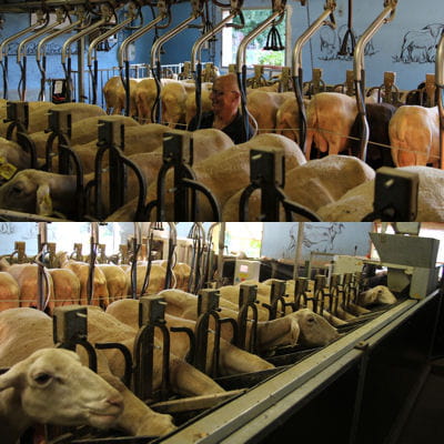 La traite des brebis