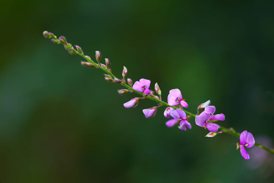 Desmodium : bienfaits, effets secondaires et utilisation