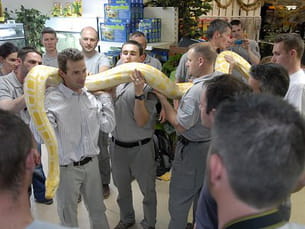 Un invité d'exception, le Python Molure