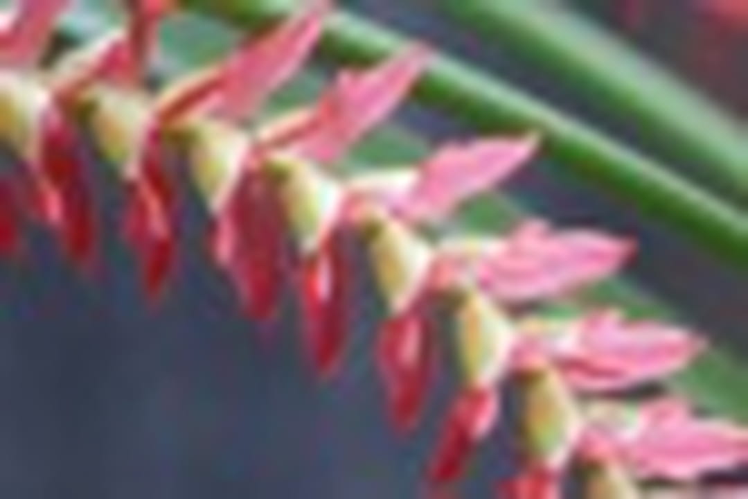 Dendrochilum Wenzelii