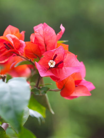 Jardin : conseil pour le jardinage, l'aménagement et la décoration du ...