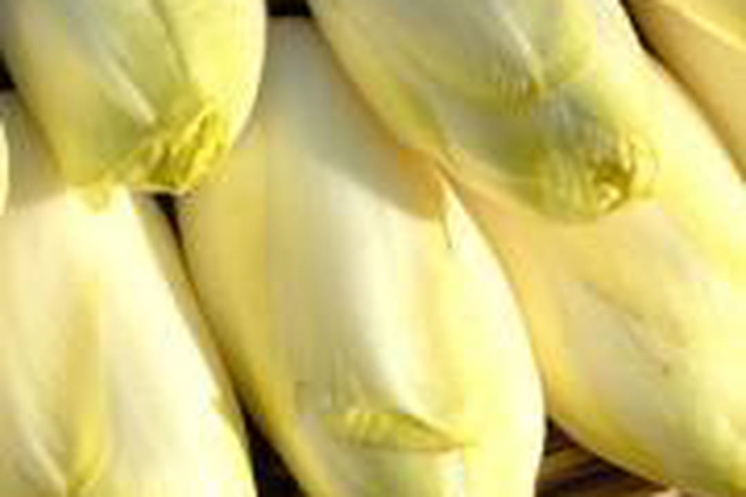Endive