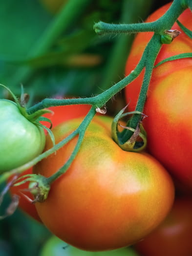 Jardin : conseil pour le jardinage, l'aménagement et la décoration du ...