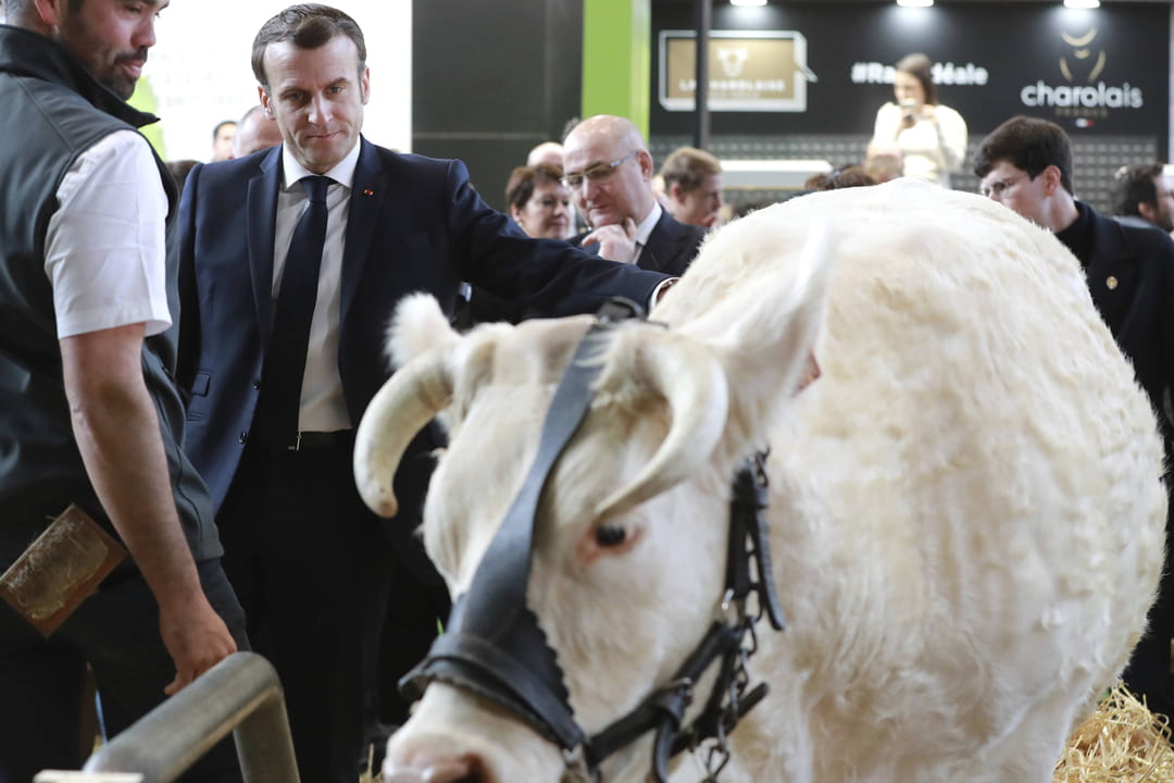 Emmanuel Macron, attendri par la vache "Idéale"