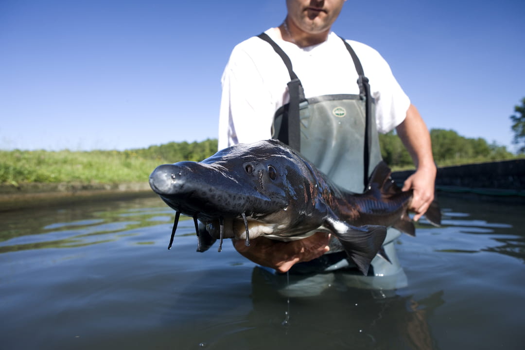 L'esturgeon : huit ans d'élevage minimum