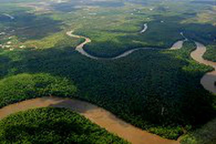 Un site dédié à la flore de la forêt amazonienne