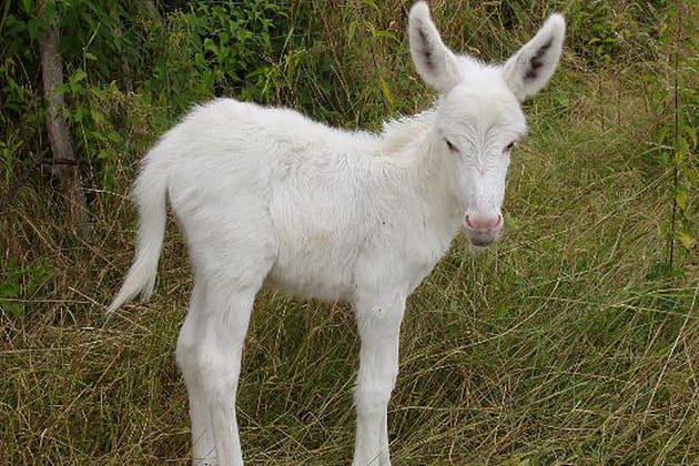 Un ânon nouveau-né