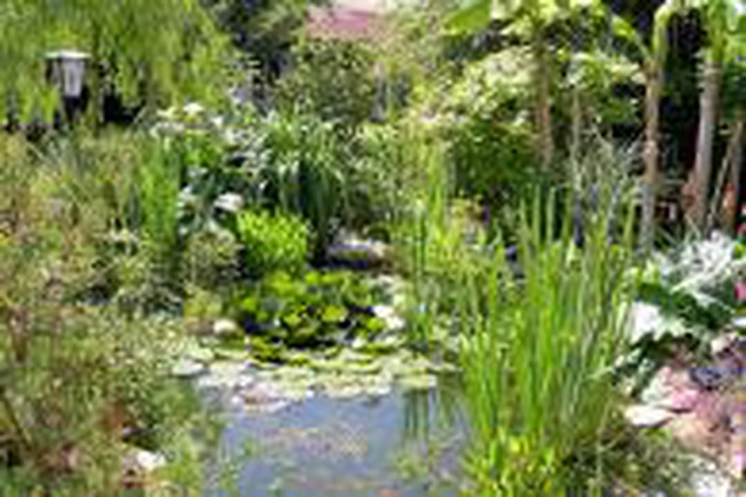 Bassin exotique et vert