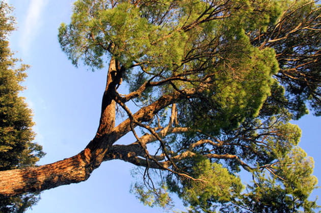 Les pins méditerranéens