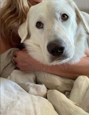 Jennifer Aniston partage des photos de son Labrador qui a bien grandi!