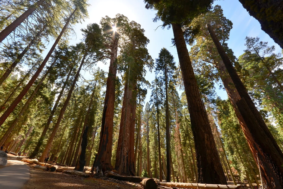 Séquoia : reconnaître et planter cet arbre géant des forêts