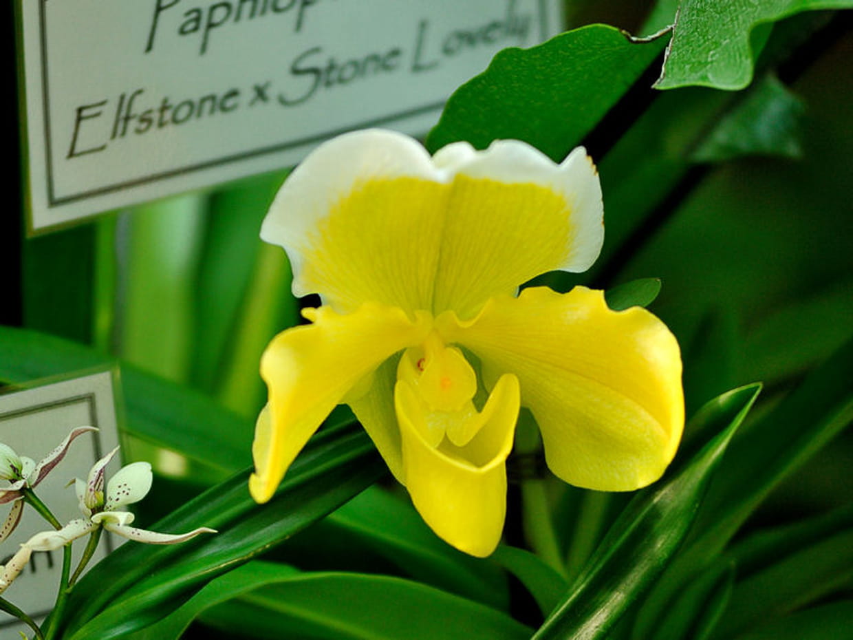 Paphiopedilum Elfstone x Stone Lovely