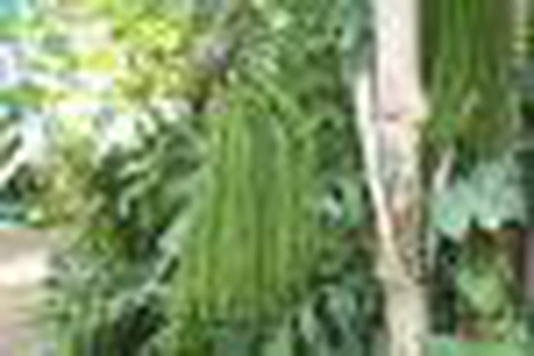 Palmier queue de poisson