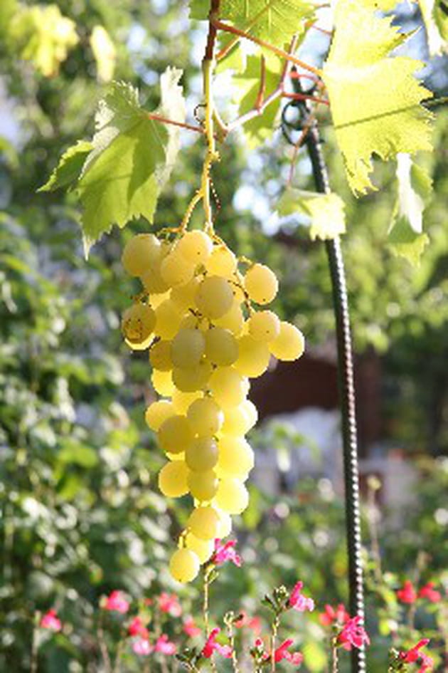 Une belle grappe de raisin