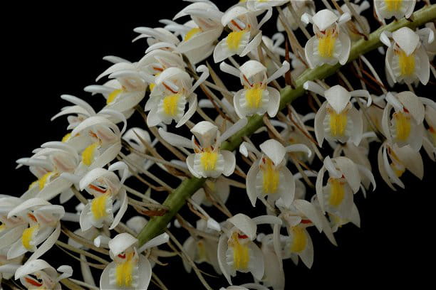 Majestueux Coelogyne multiflora