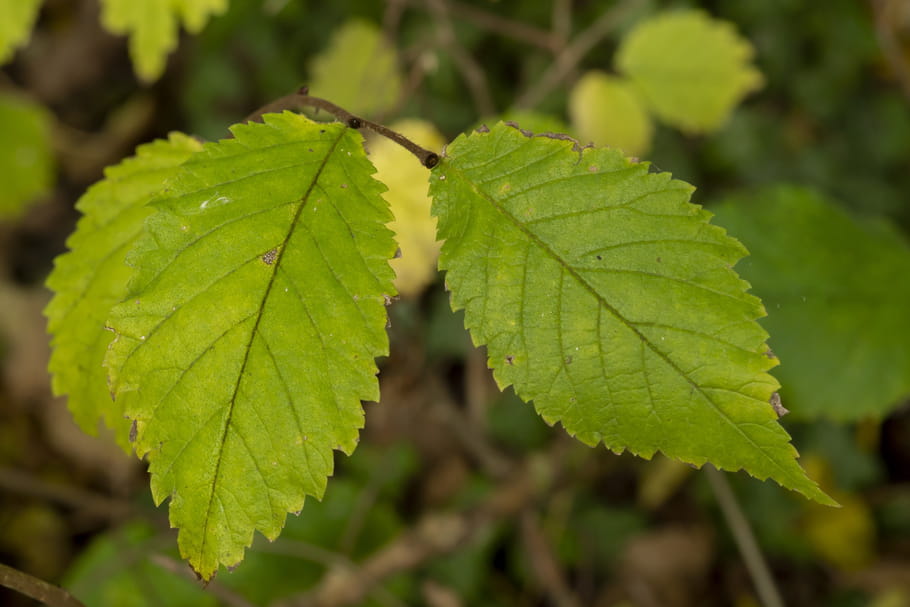 Orme : reconnaître, planter, entretenir et maladie