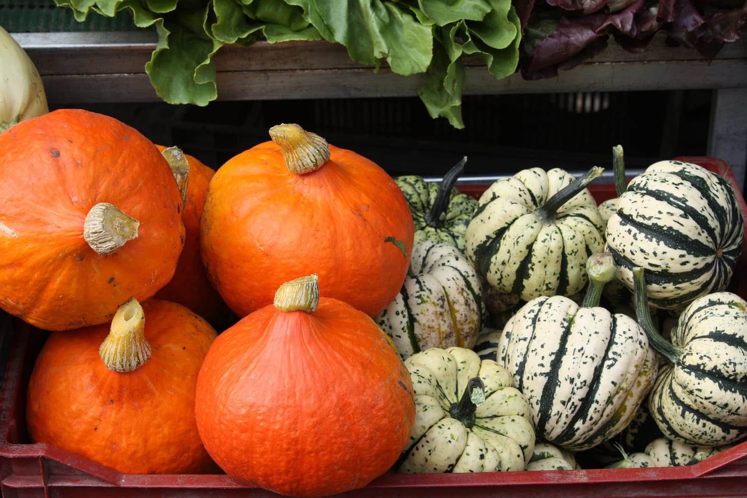 Courge/coloquinte : photos, laquelle est comestible