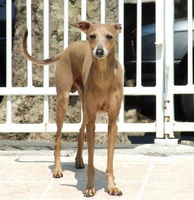 Un lévrier italien qui a de la classe