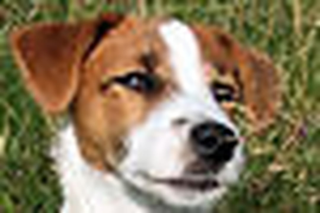 Le Jack Russel