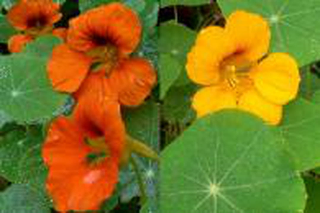 Capucines aux couleurs vives