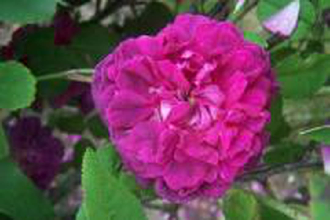 Rose Indigo